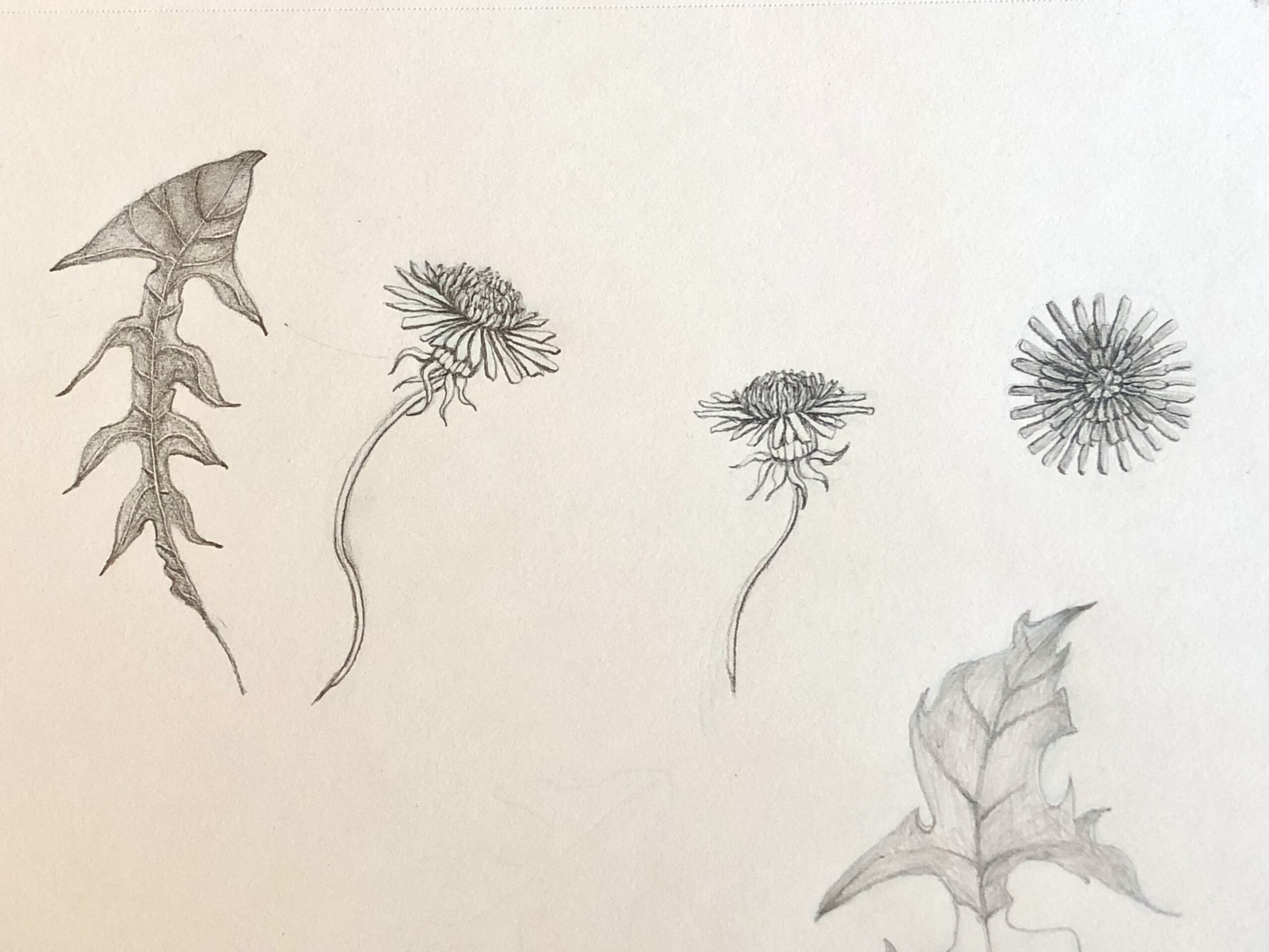 Dandelion Pencil Drawing